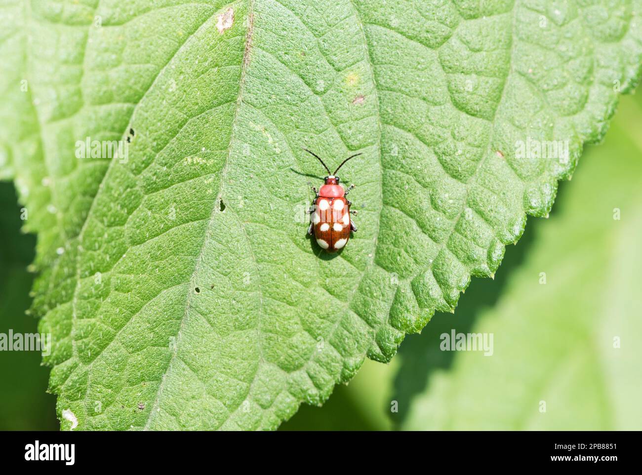 Flea Beetle (Omophoita quadrinotata) on a leaf in Chiapas State, Mexico ...