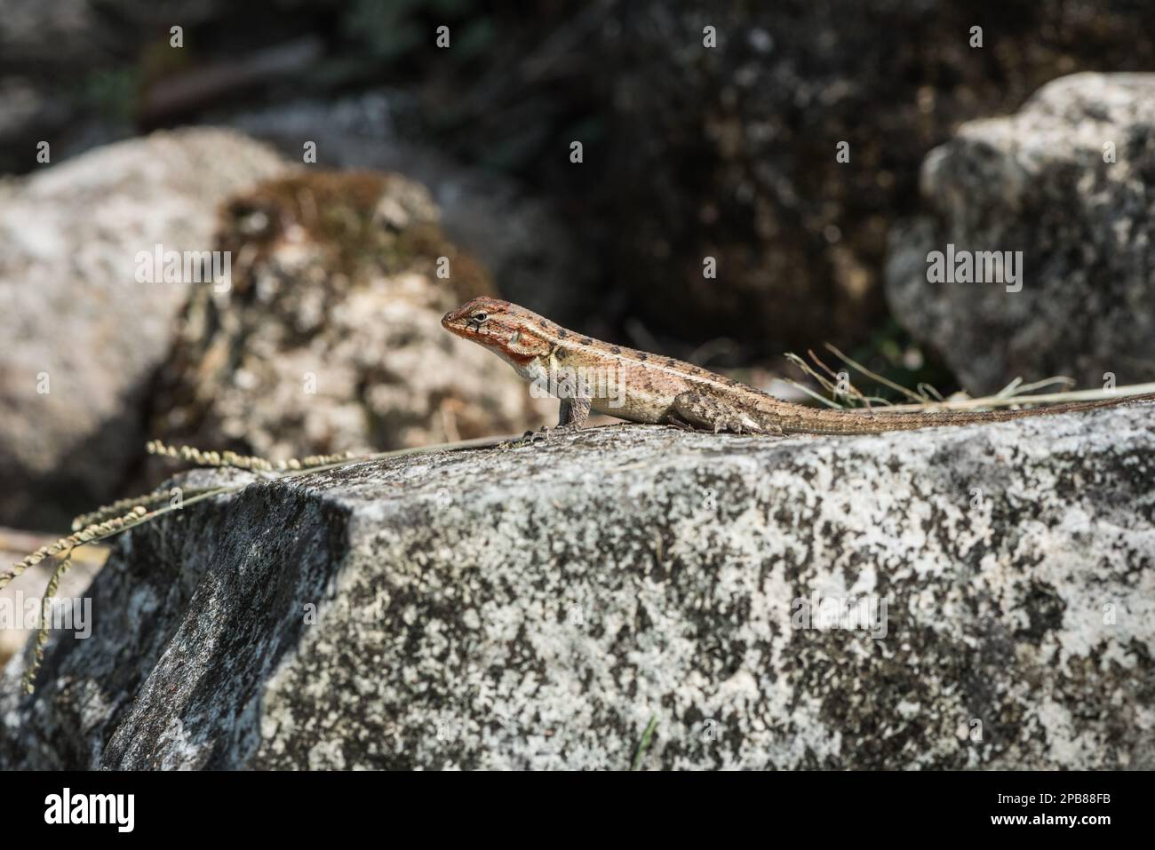 Sceloporus lizard in Palenque probably Sceloporus variabilis and ...