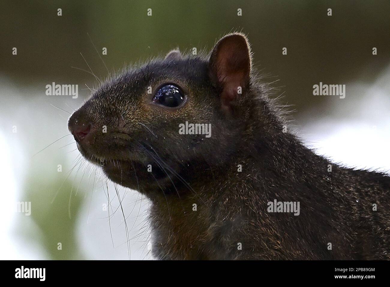 Pacific Grove, California, USA. 12th Mar, 2023. Black squirrels are a ...