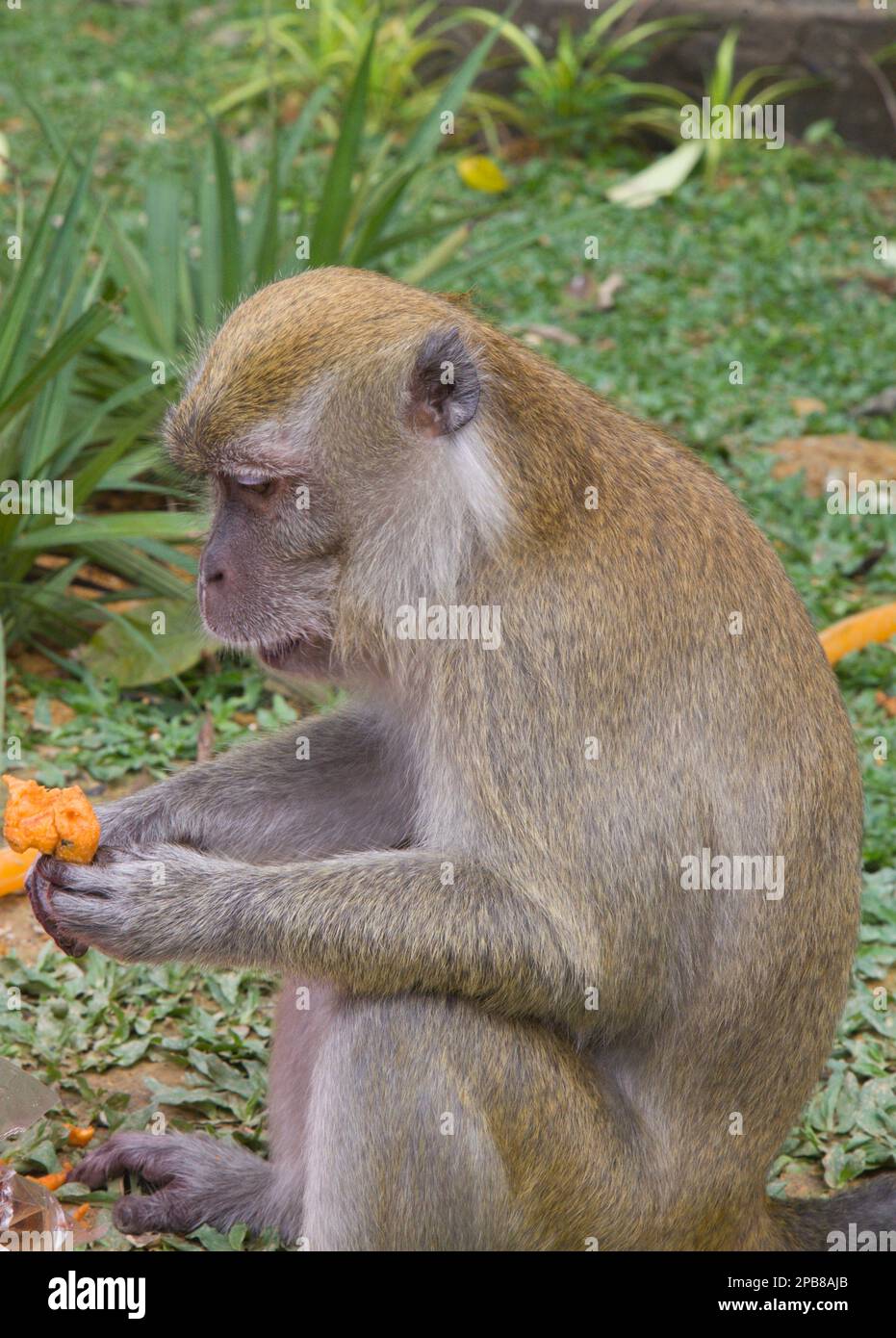Malaysia, Kuala Lumpur, Batu Caves, monkey, long tailed macaque Stock ...