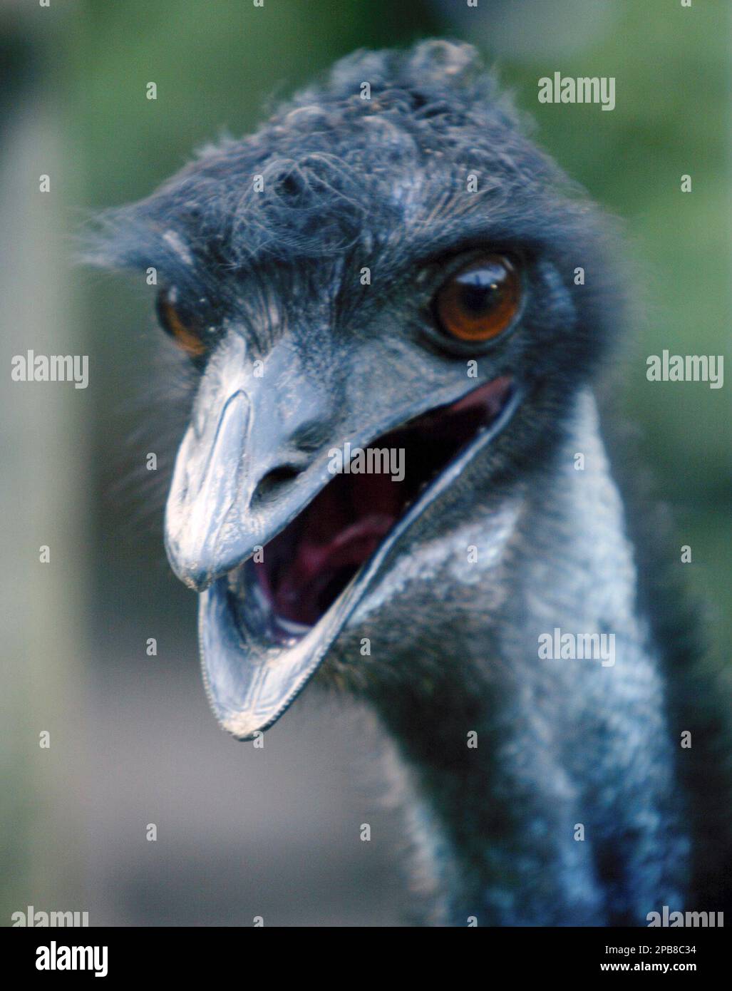 An emu looks out from its enclosure next to a treehouse Sunday, Aug. 5 ...