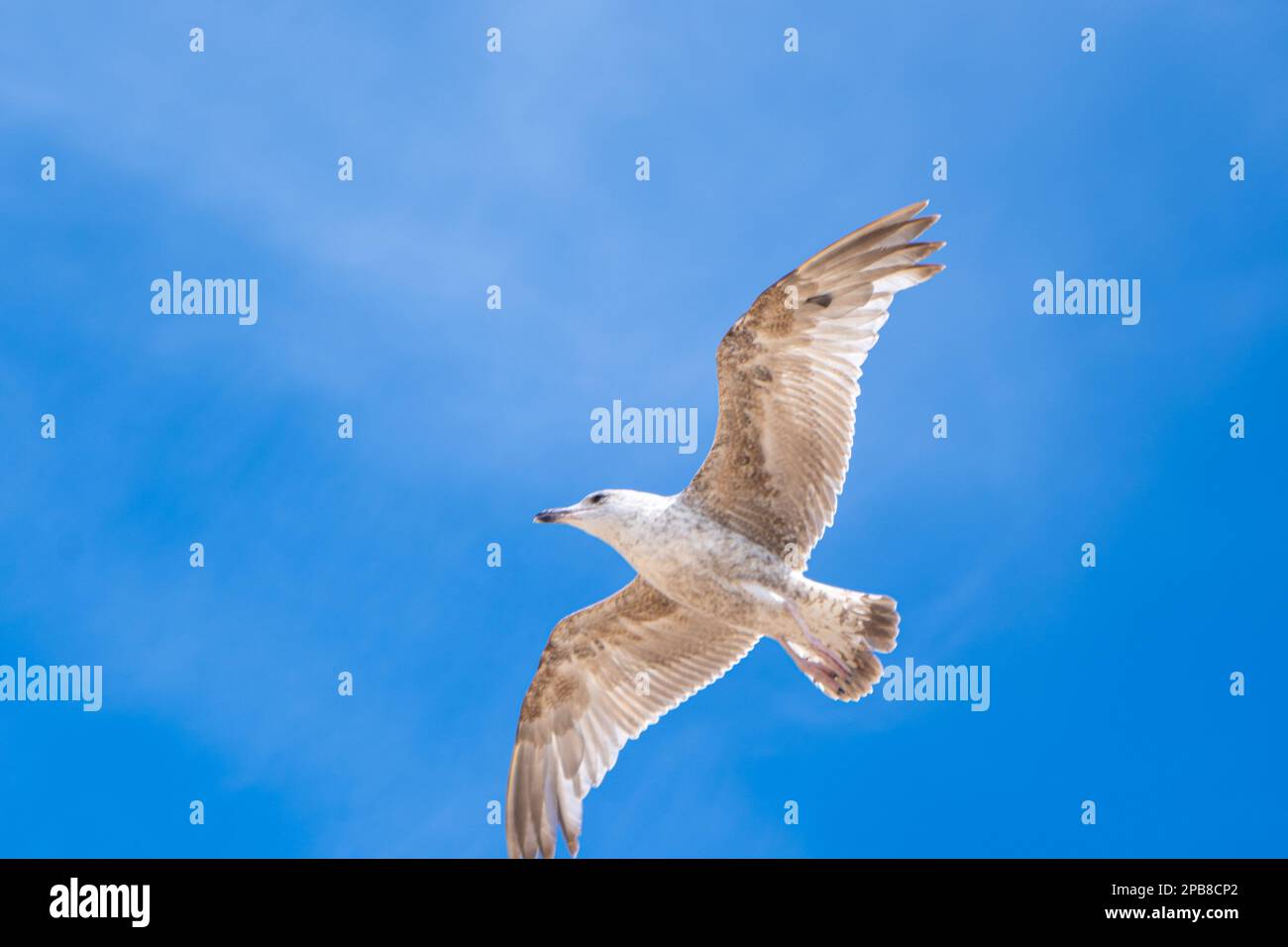 flying seagulls. Seagulls flying on the beach by the sea Stock Photo ...