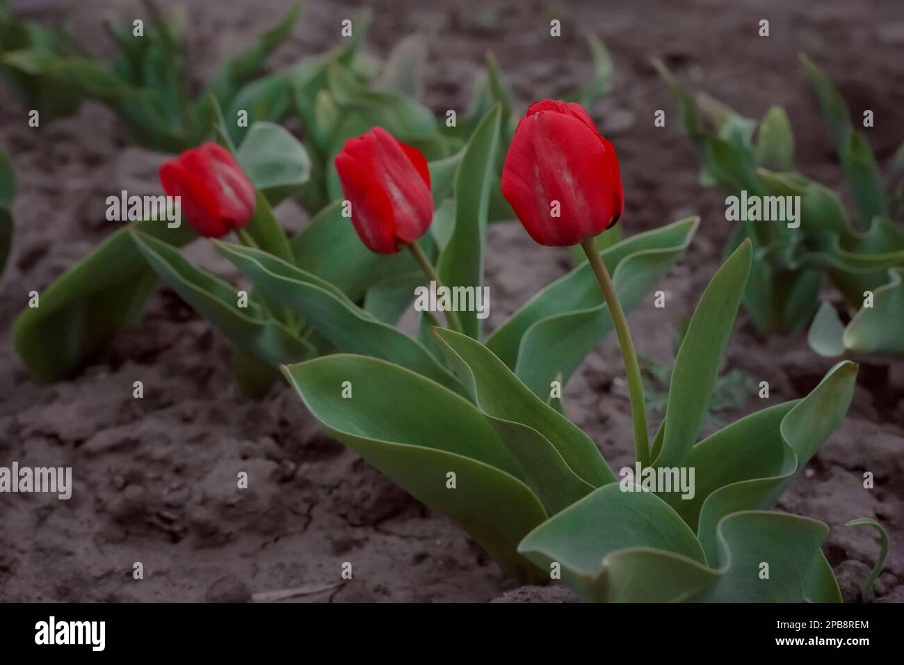 Pink van eijk hi-res stock photography and images - Alamy