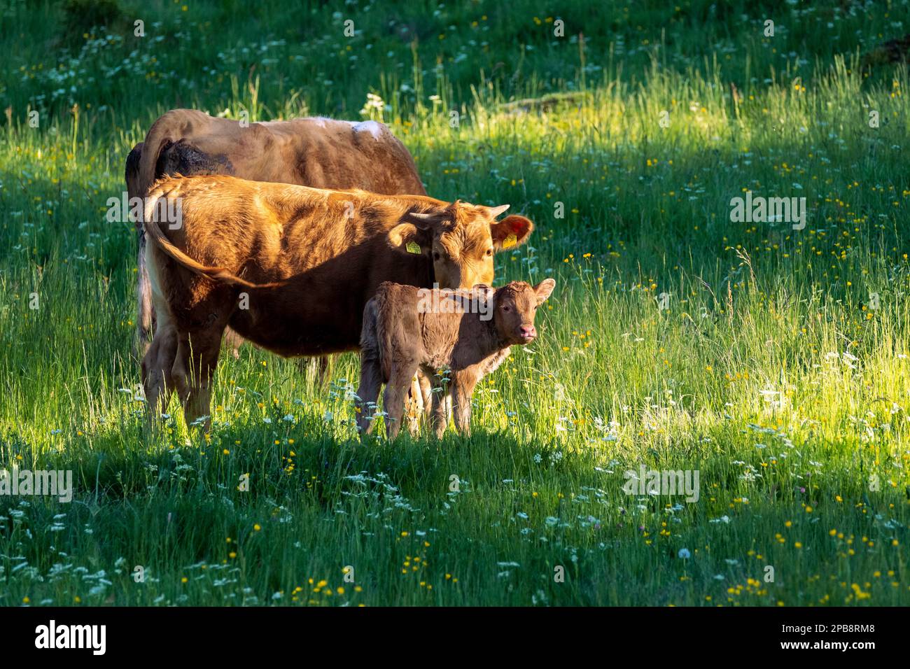 A brown cow and her young calf standing in a flowery meadow. Evening ...