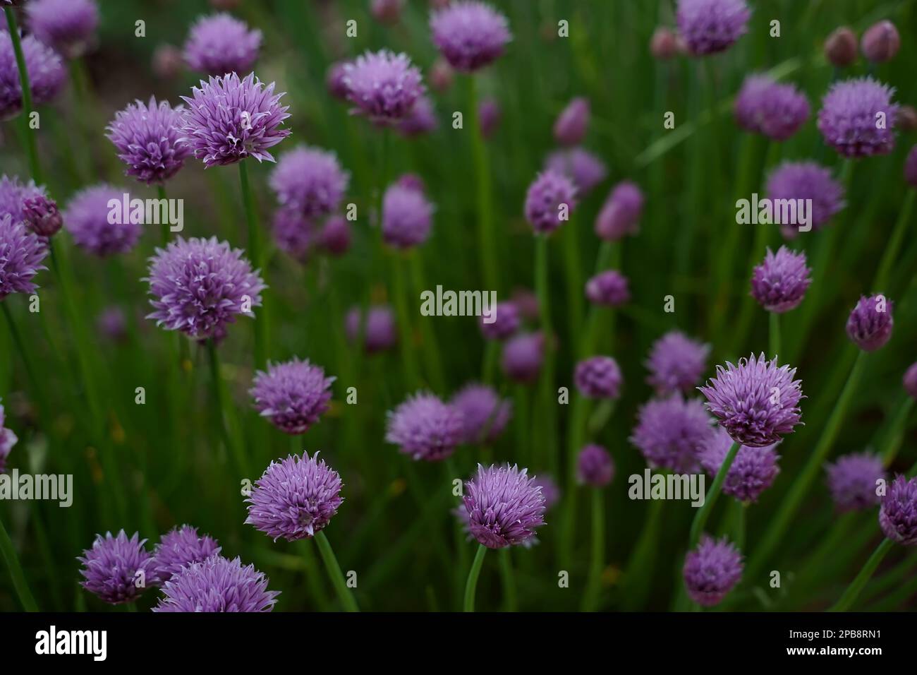 Allium schoenoprasum. Decorative bow. Perennial herbaceous plant Stock ...