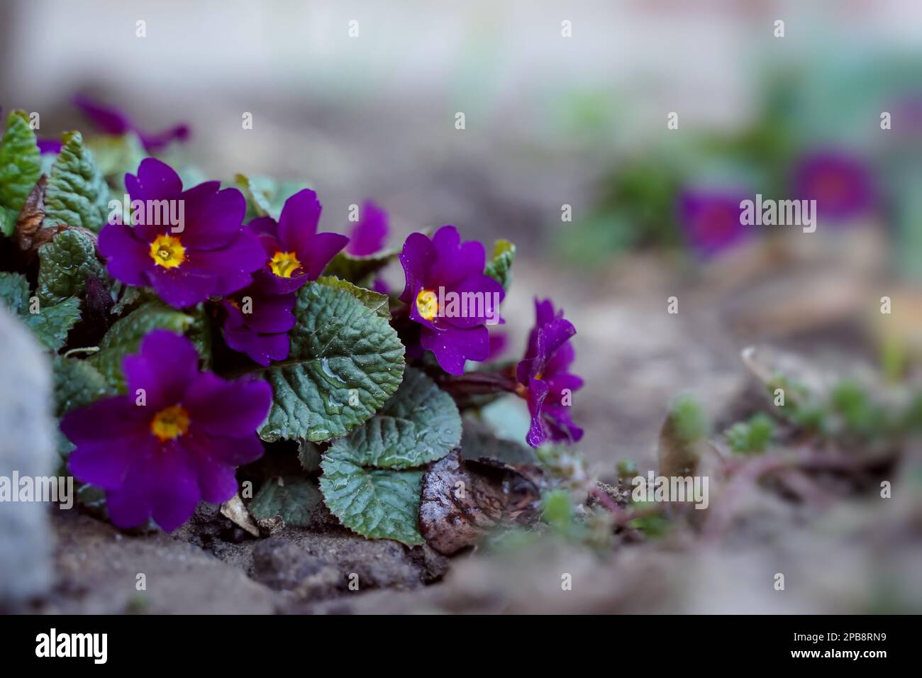 Perennial primrose in the spring garden. Copy space, blurred background ...