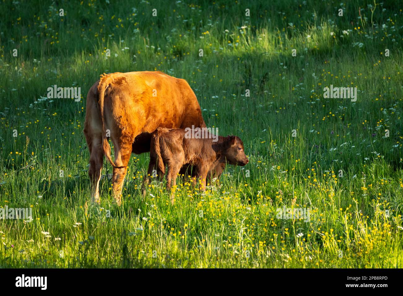 A brown cow and her young calf standing in a flowery meadow. Evening ...