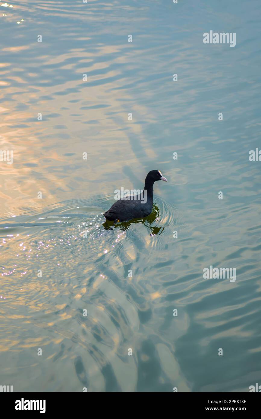 Duck going from water and water ripples with morning light. Used ...