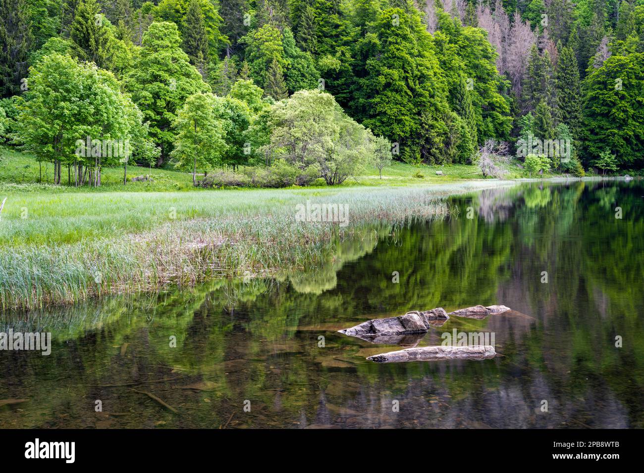 Landscape in the Black Forest. Lake Feldsee in the Southern Black ...