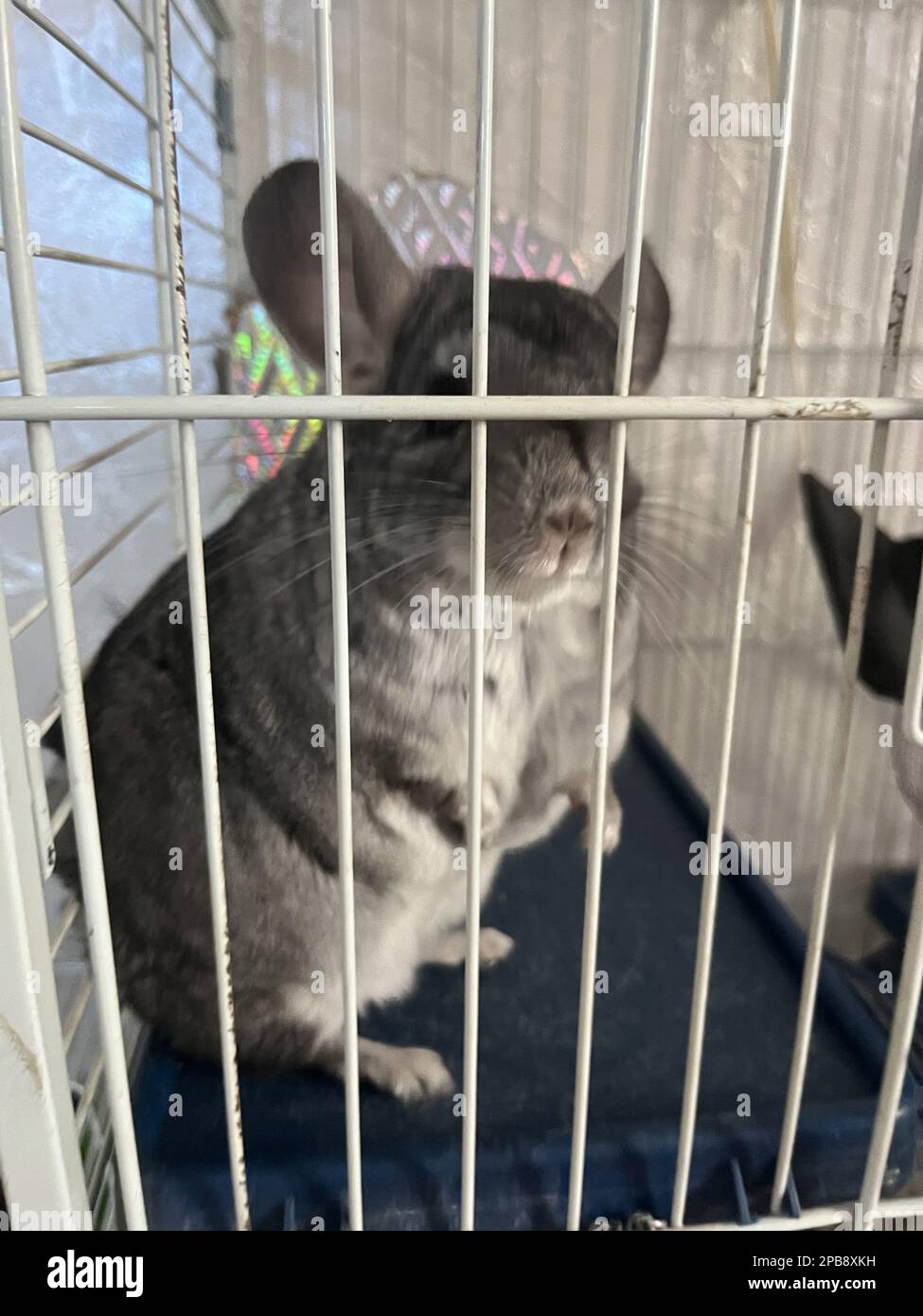 grey chinchilla at home in a cage Stock Photo - Alamy