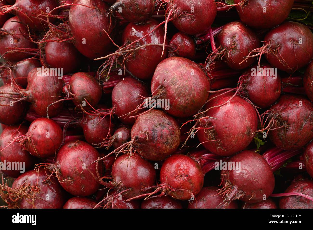 Fresh organic beet, beetroot on market as food background. Top view ...