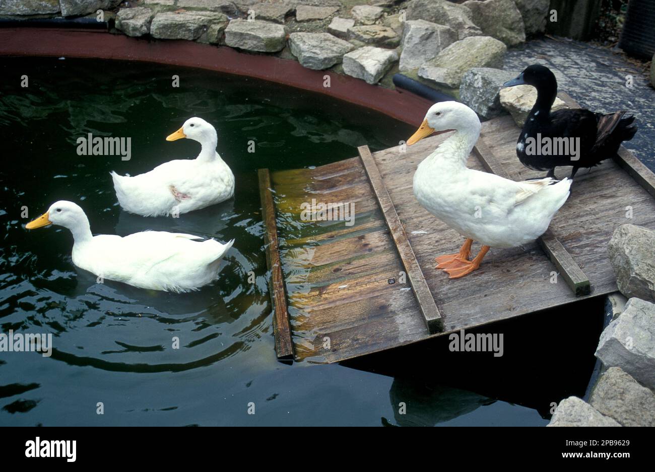 Variety of domestic ducks in small man-made pond Stock Photo - Alamy