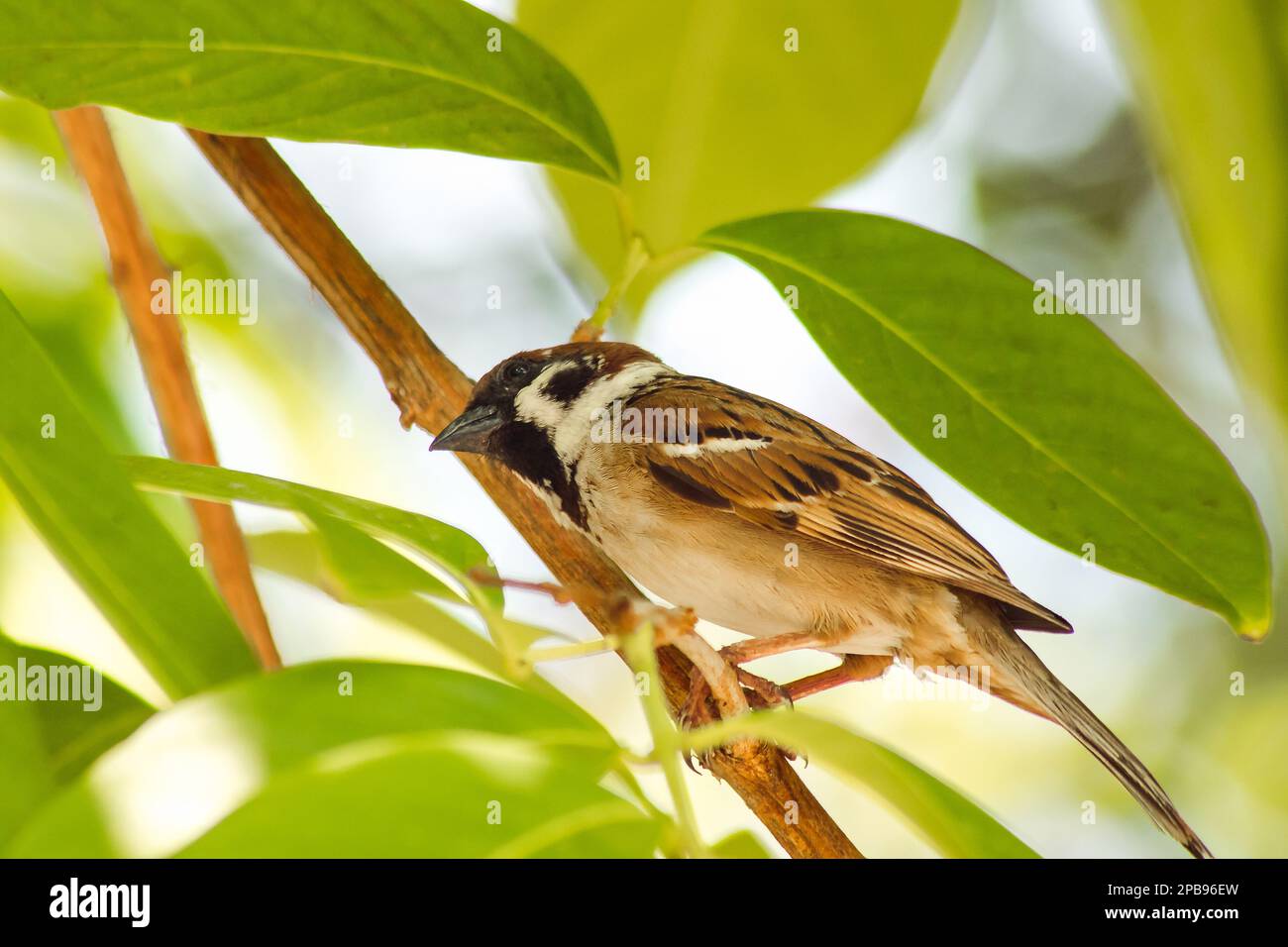Eurasian Tree Sparrow on Tree, Eurasian Tree Sparrow has a dark brown ...