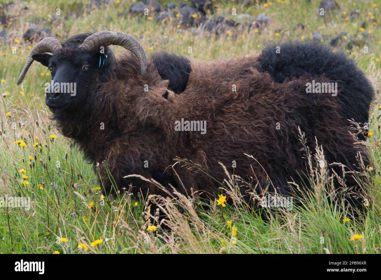 Male sheep hi-res stock photography and images - Alamy
