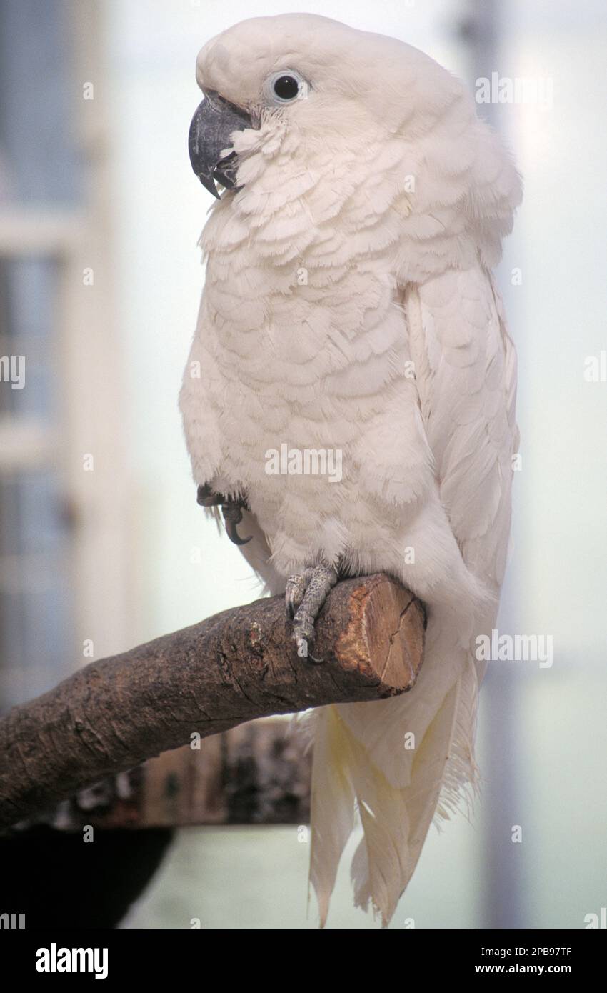 umbrella (Cacatua alba) cockatoo on perch Stock Photo - Alamy