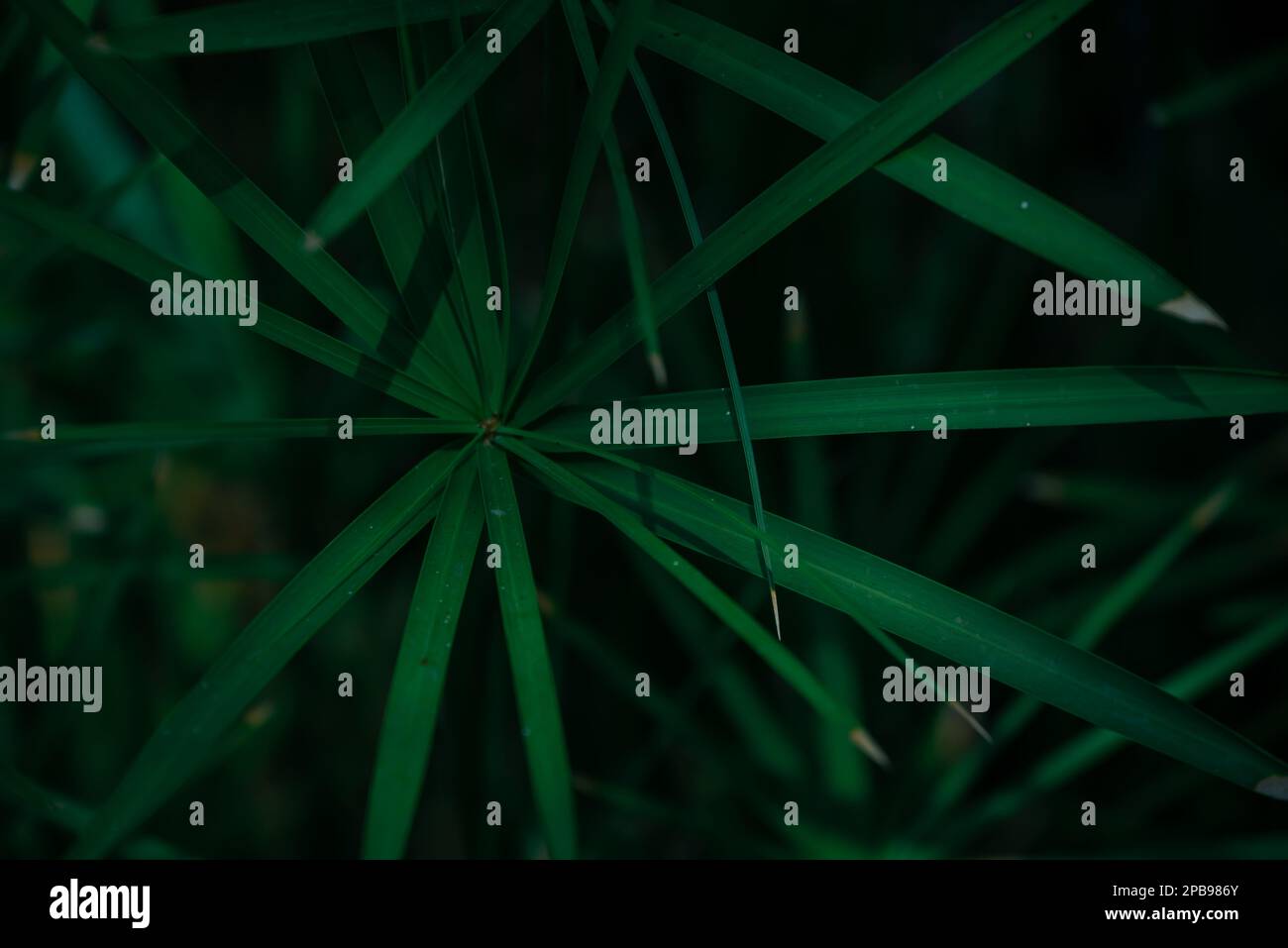 Close-Up Of Palm Tree Bush For Lovely Screen Saver. In Dark Key Stock ...