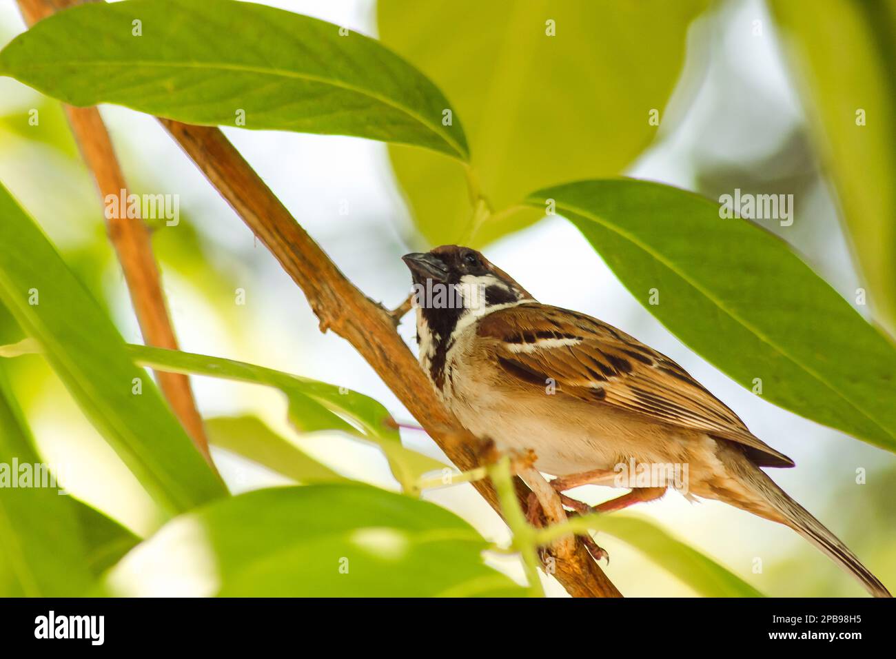 Eurasian Tree Sparrow on Tree, Eurasian Tree Sparrow has a dark brown ...