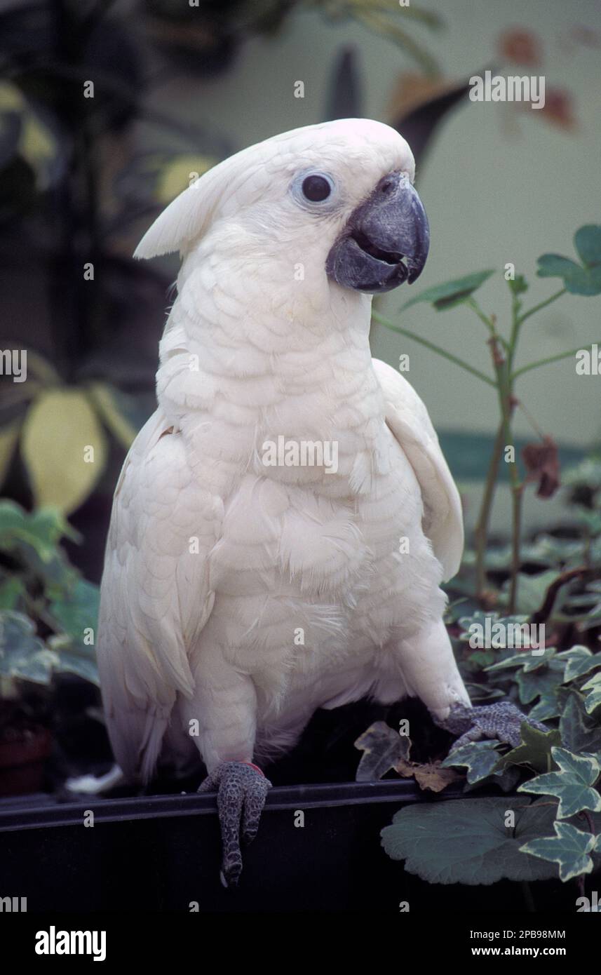 umbrella (Cacatua alba) cockatoo on perch Stock Photo - Alamy