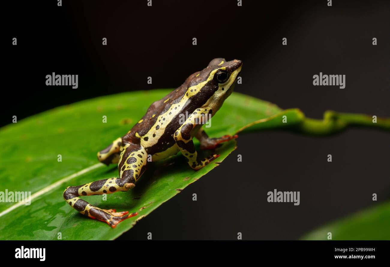 Amazon Harlequin Toad (Atelopus spumarius) from the Amazon Basin in ...