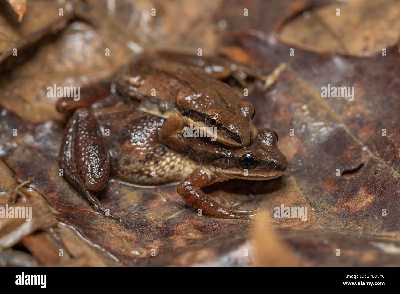 New world frogs hi-res stock photography and images - Alamy