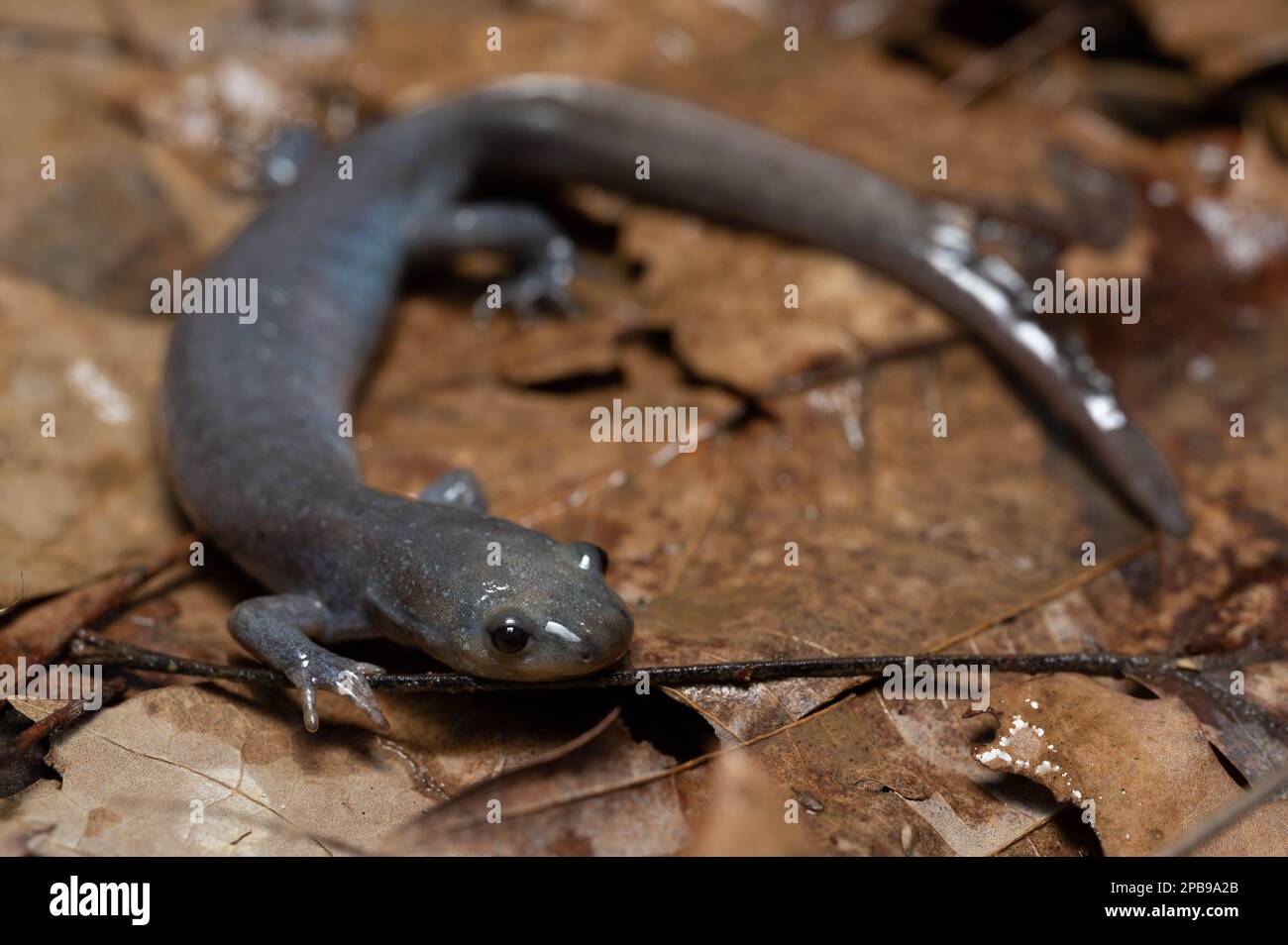 An adult male Jefferson's Salamander (Ambystoma jeffersonianum) from ...
