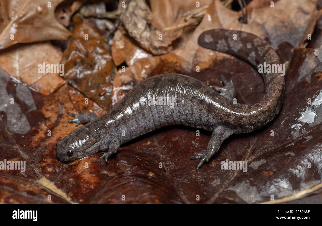 Costal Groove Salamander