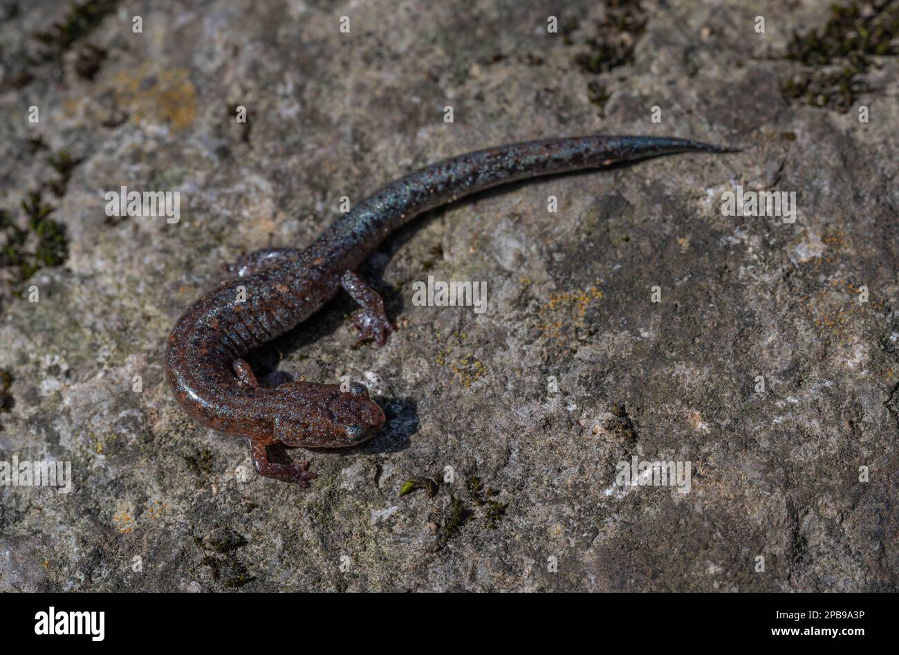 Zigzag salamander hi-res stock photography and images - Alamy