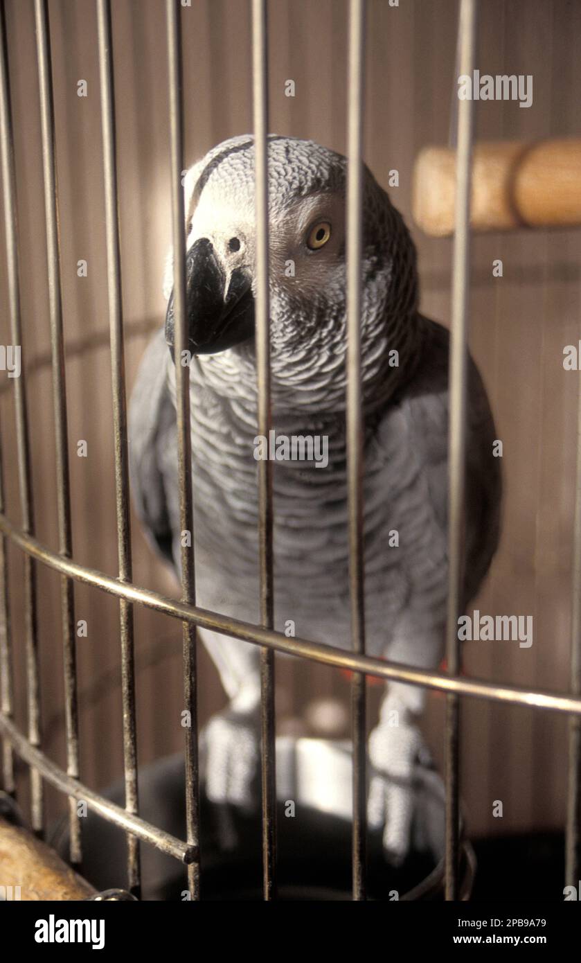 African Grey parrot (psittacus erithacus) in cage Stock Photo - Alamy