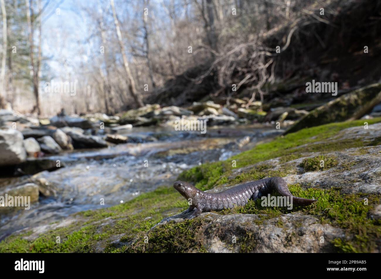 An adult male Streamside Salamander (Ambystoma barbouri) from Jefferson ...