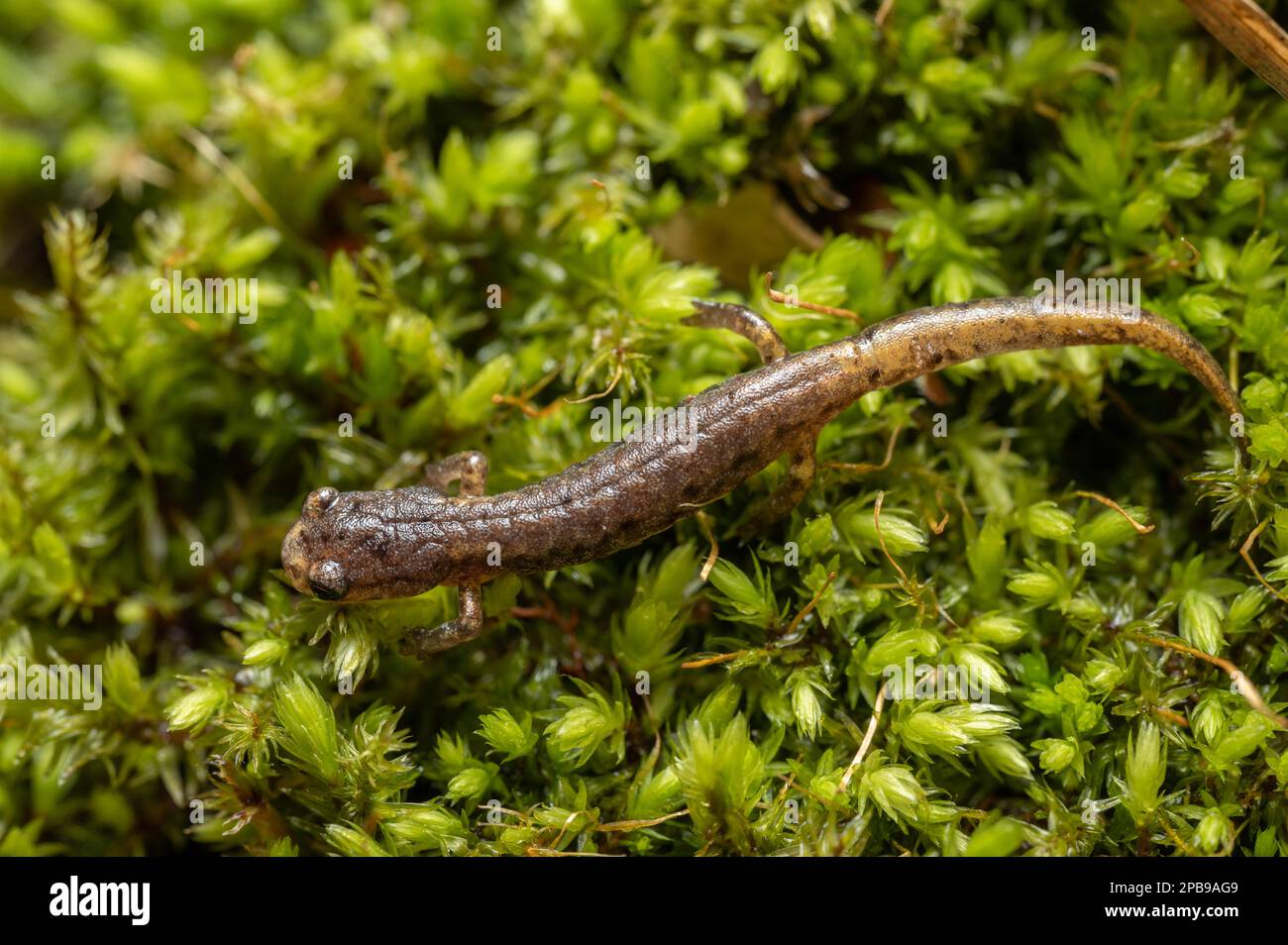 Four toe salamander hi-res stock photography and images - Alamy
