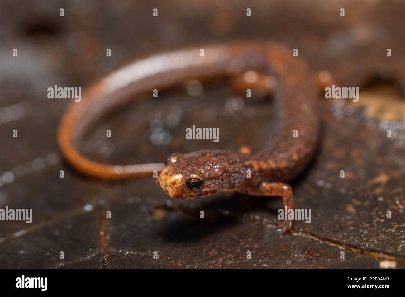 Lungless salamanders hi-res stock photography and images - Alamy