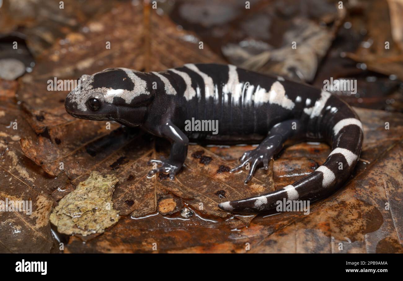 Mole salamanders hi-res stock photography and images - Alamy