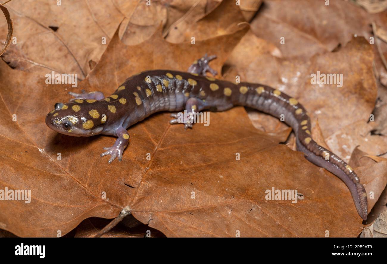 Swollen cloaca hi-res stock photography and images - Alamy