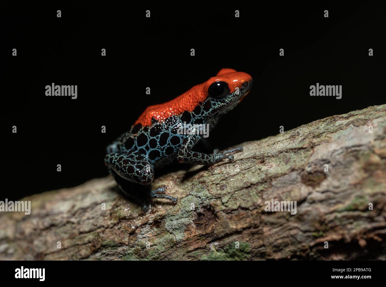 A reticulated poison frog (Ranitomeya reticulata) from the Loreto ...