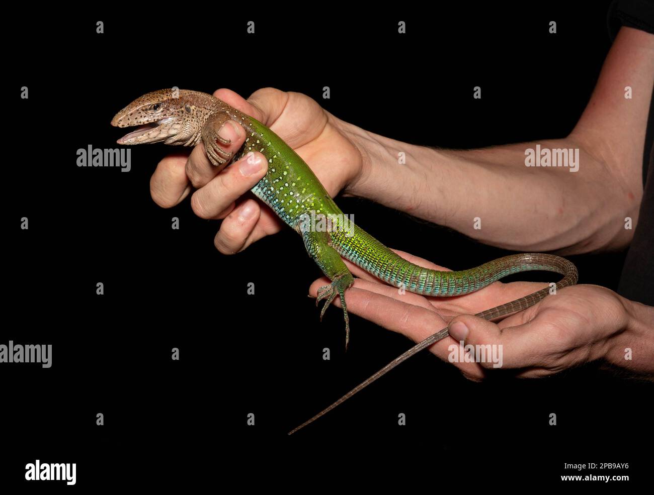 An adult male Giant Ameiva (Ameiva ameiva) from the Loreto Region of ...
