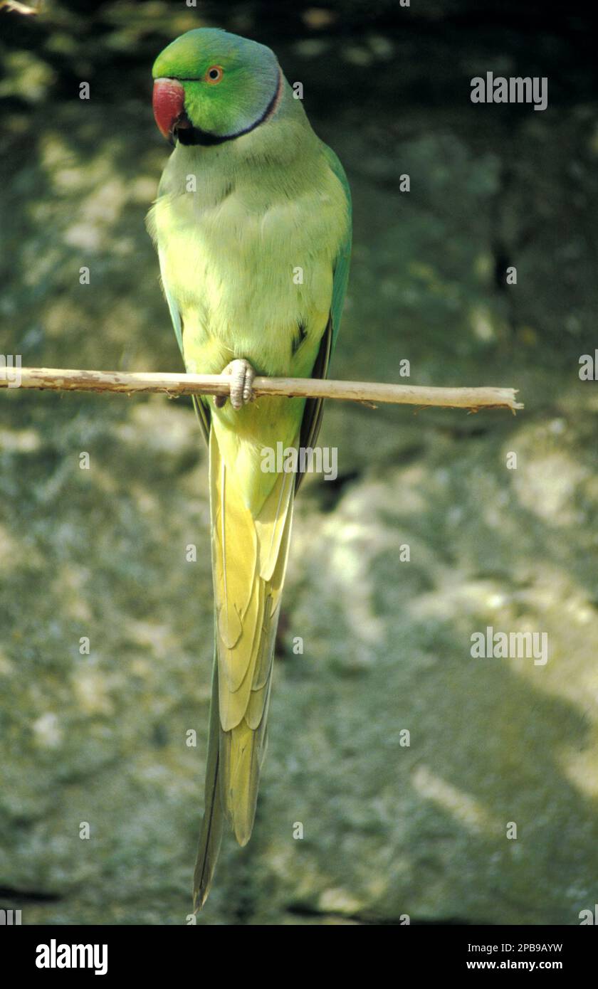 rose-ringed parakeet (psittacula krameri Stock Photo - Alamy