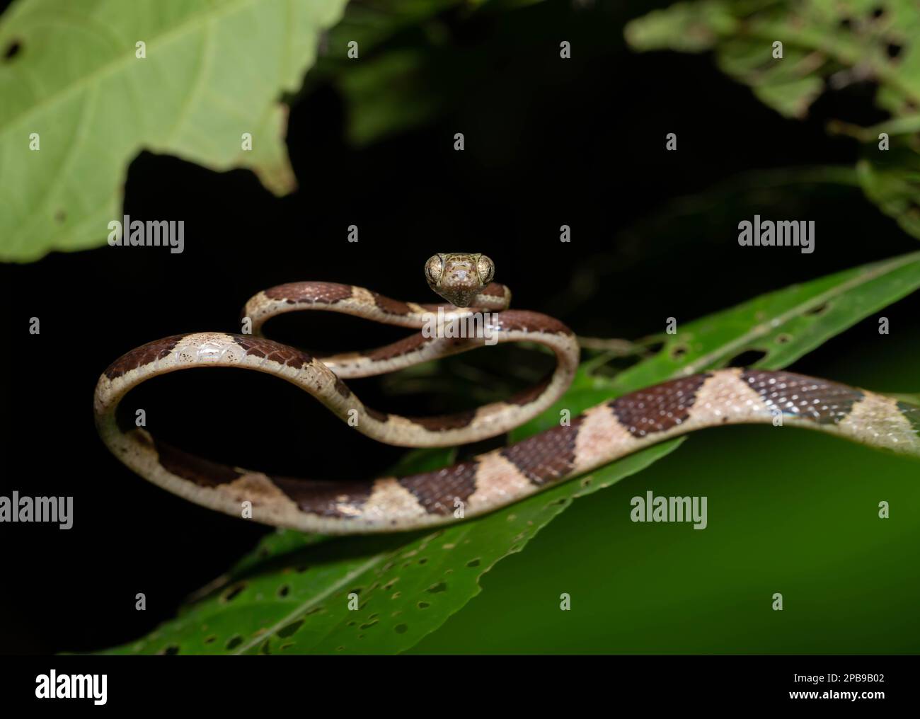 Blunt-headed Treesnake (Imantodes cenchoa) from the Loreto Region of ...