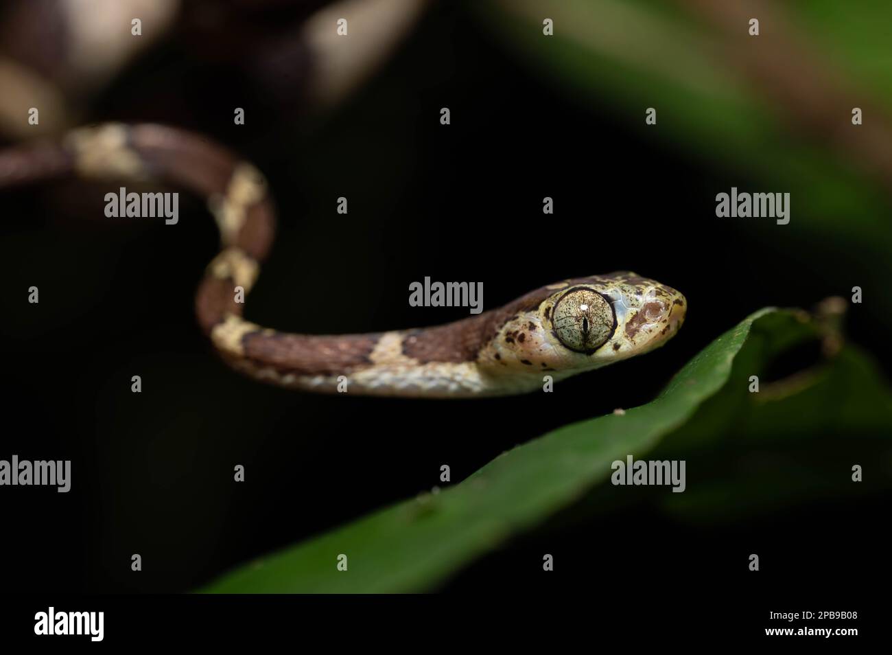 Neotropical blunt headed treesnake hi-res stock photography and images ...
