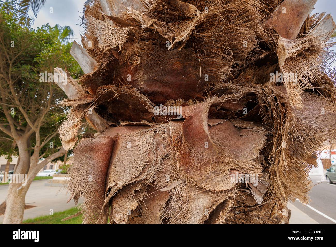 Date palm tree stump, Fuerteventura, Canary Island Stock Photo - Alamy