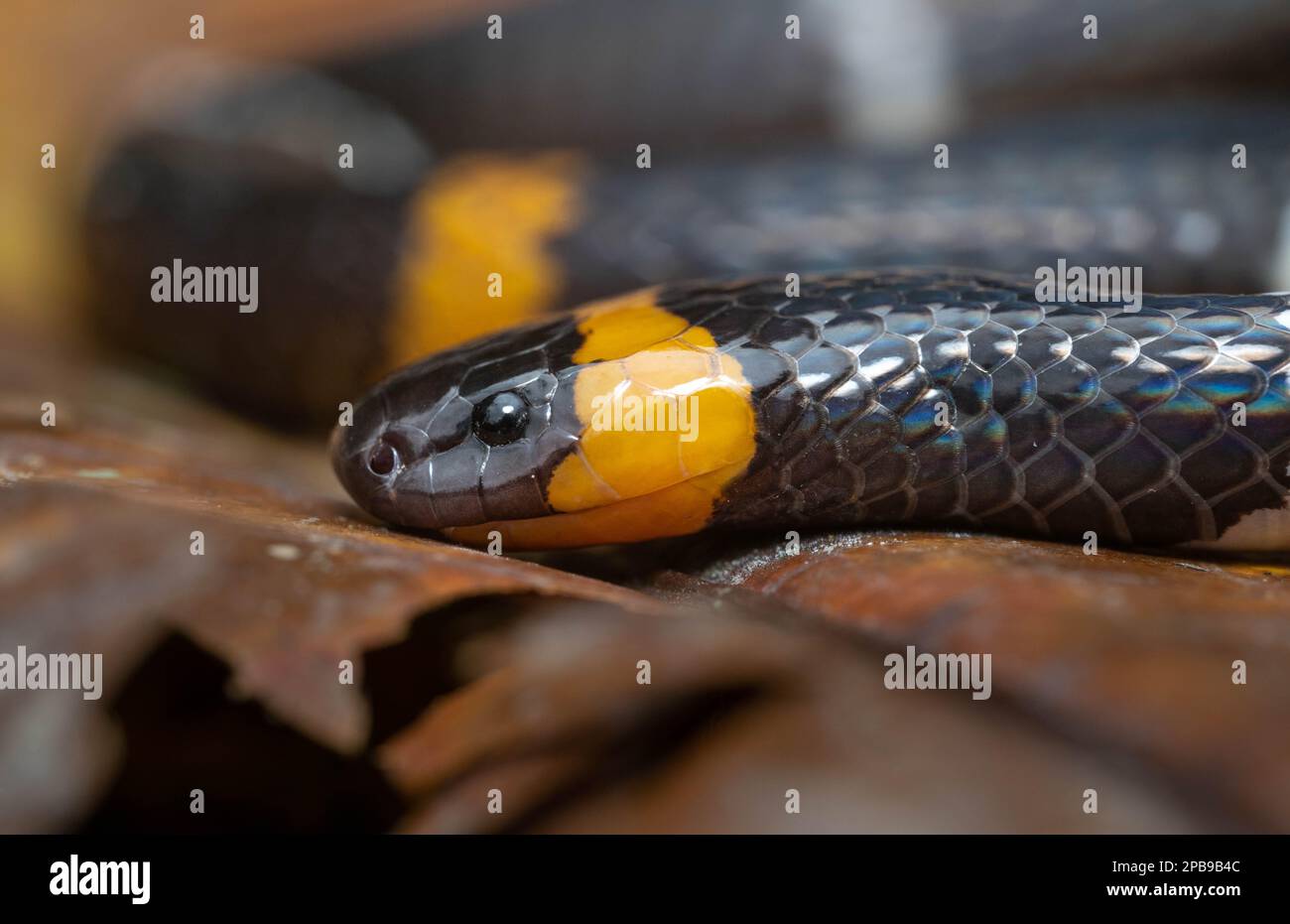 Western Worm Snake