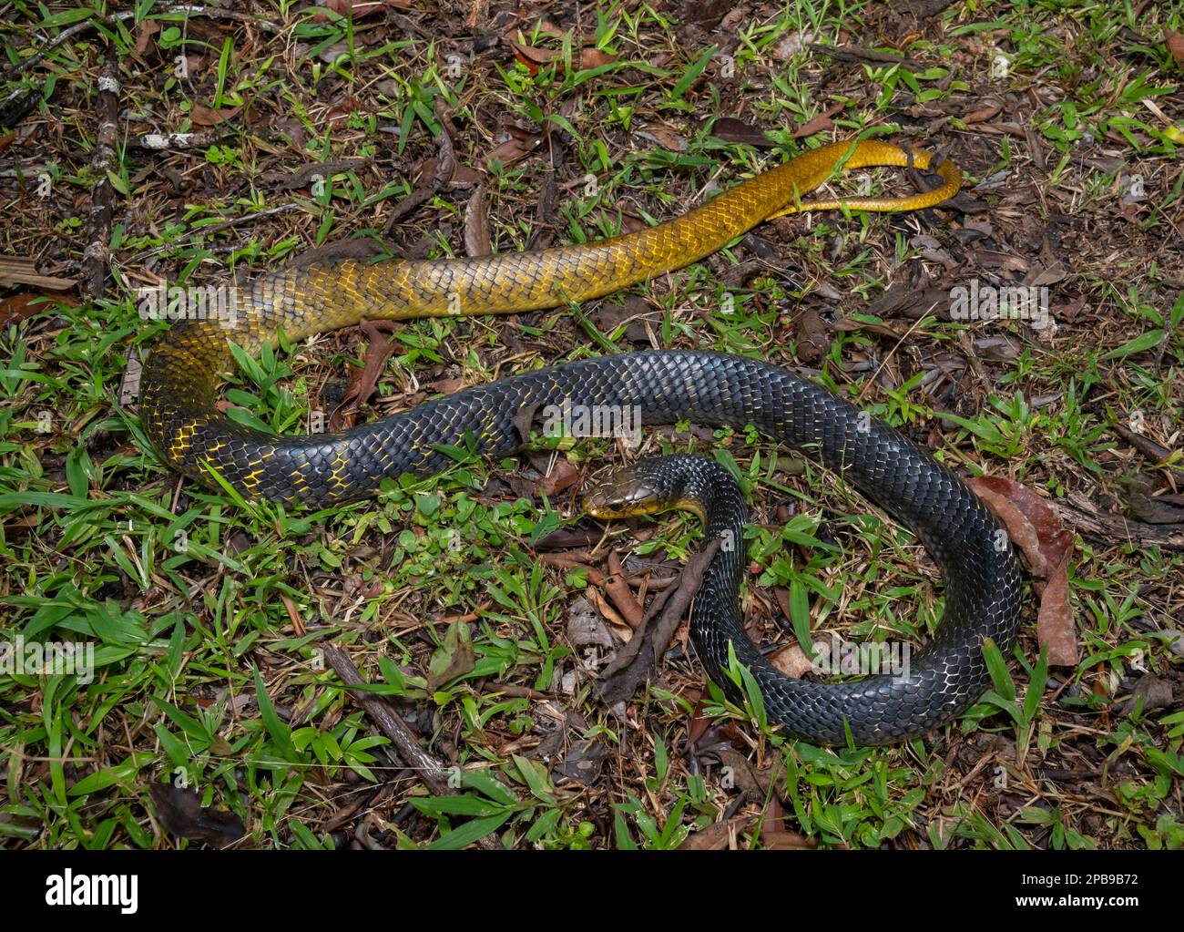 Yellow-tailed Cribo (Drymarchon corais) from the Loreto Region of the ...
