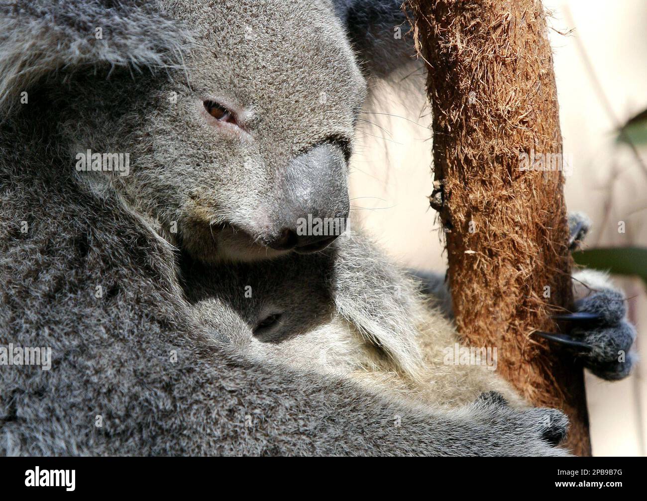 Newborn Baby Koala