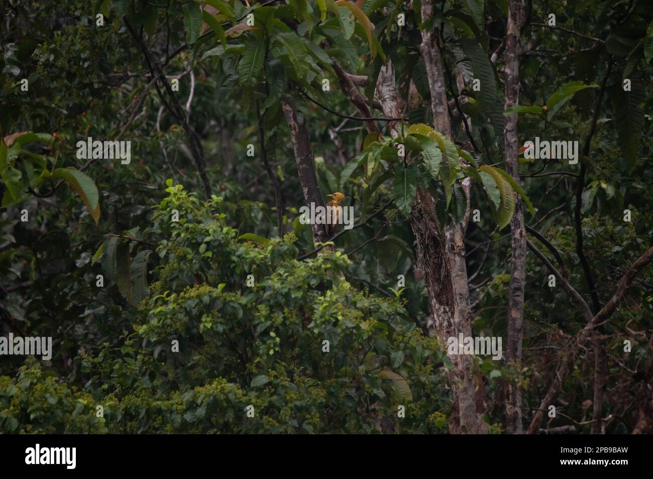 Cream-colored Woodpecker (Celeus flavus) from the Loreto Region of the ...