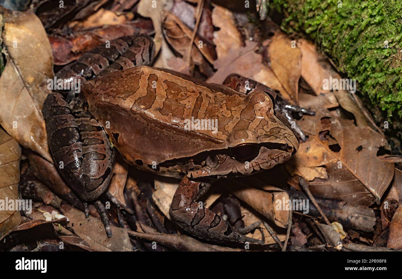 Smoky Jungle Frog (Leptodactylus pentadactylus) from the Loreto Region ...