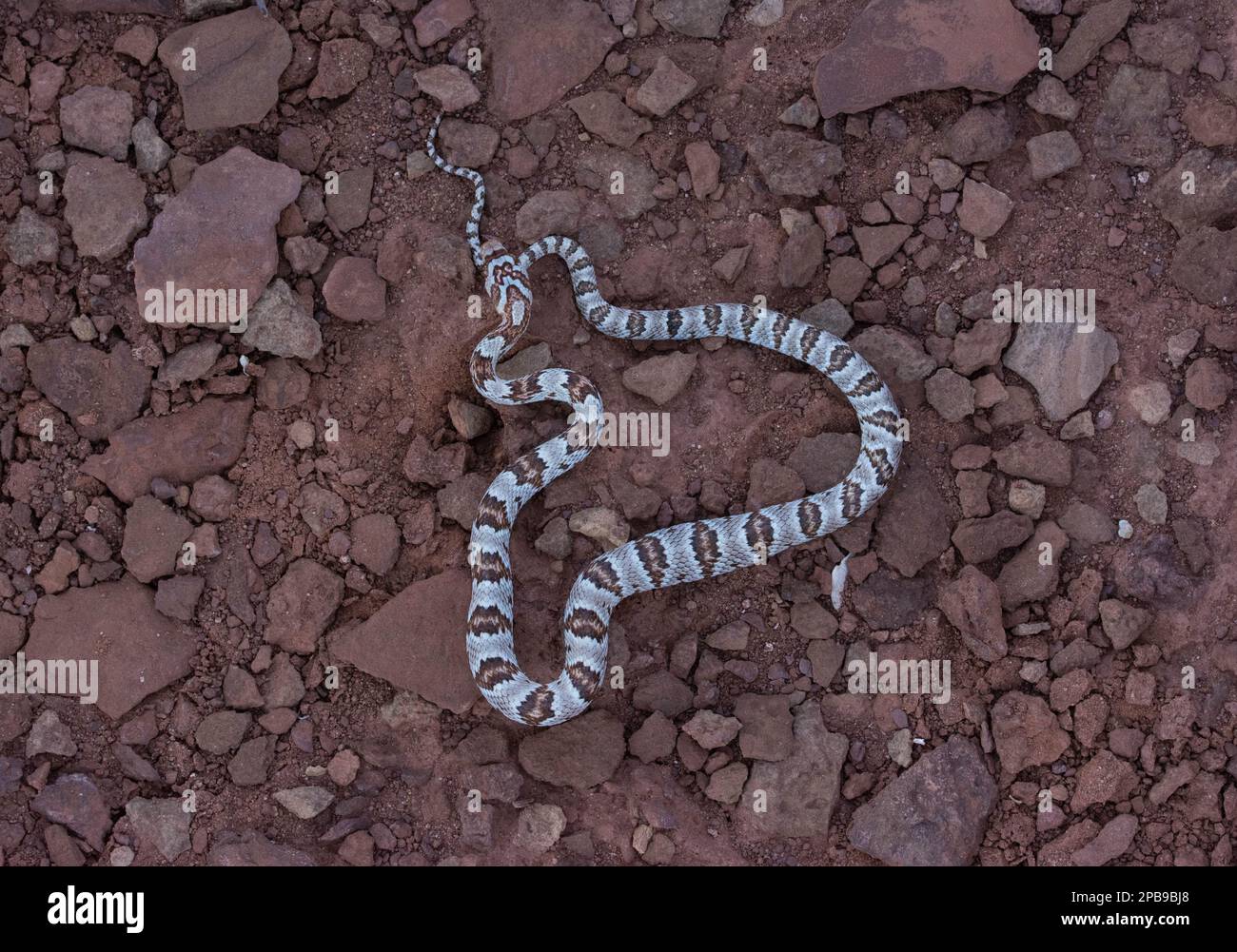 A Sonoran Lyresnake (Trimorphodon lambda) from Coconino County, Arizona ...