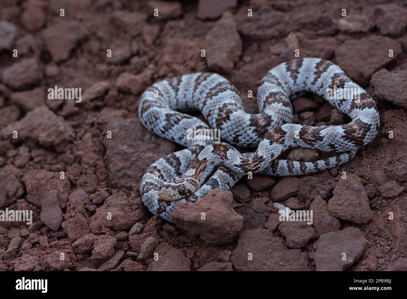 Trimorphodon biscutatus lambda hi-res stock photography and images - Alamy