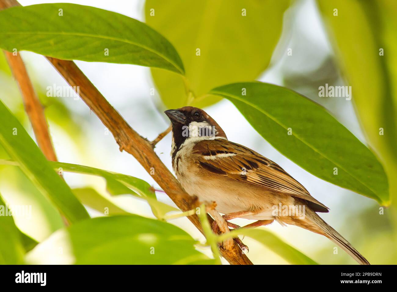 Eurasian Tree Sparrow on Tree, Eurasian Tree Sparrow has a dark brown ...