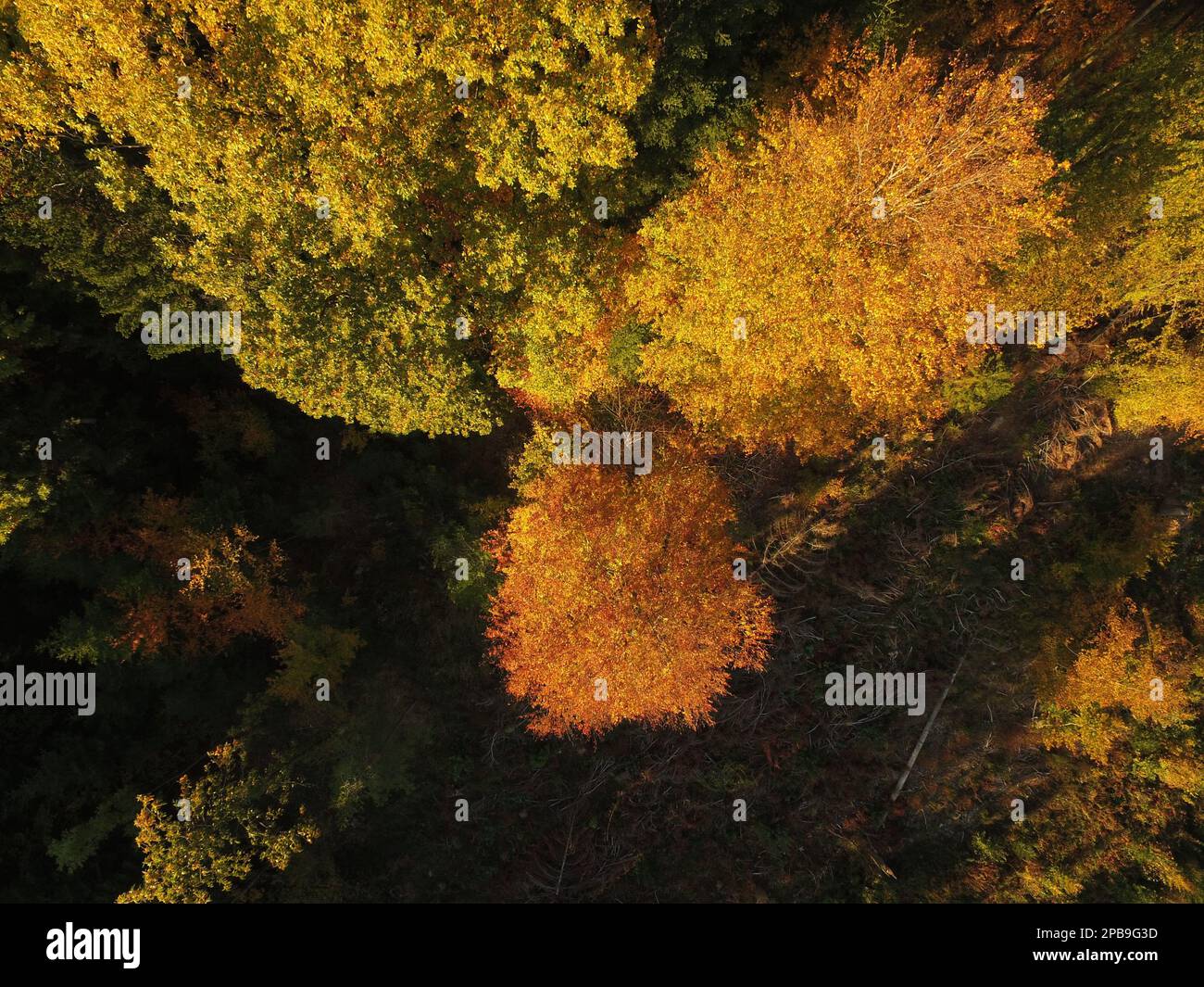 black forest at autumn Stock Photo - Alamy