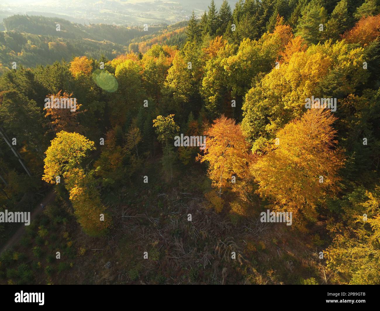 black forest at autumn Stock Photo - Alamy