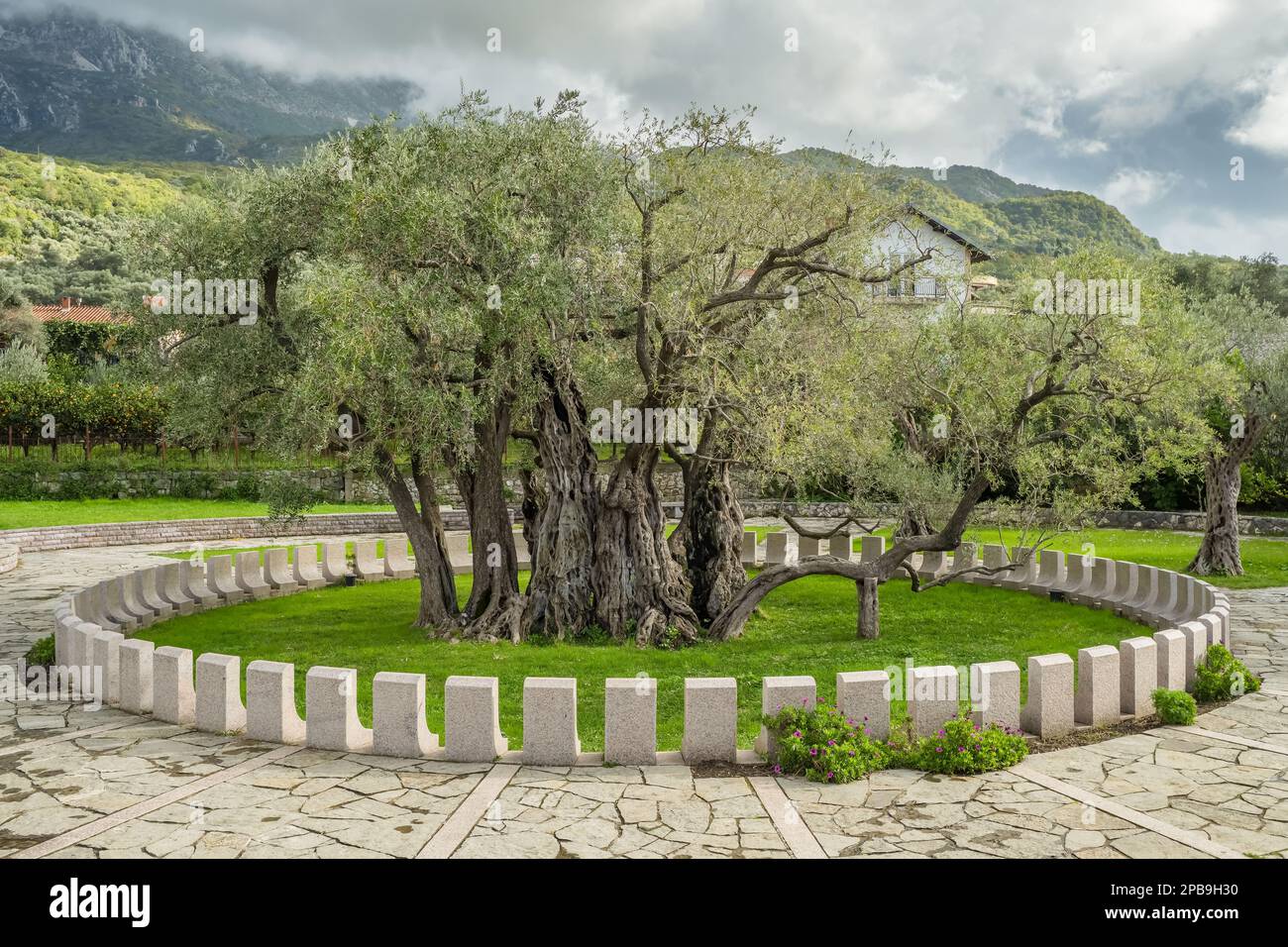 Old Olive Tree, famous tourist attraction in Montenegro Stock Photo - Alamy